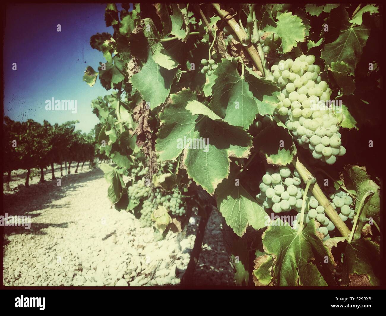 Moscatel grape hi-res stock photography and images - Alamy