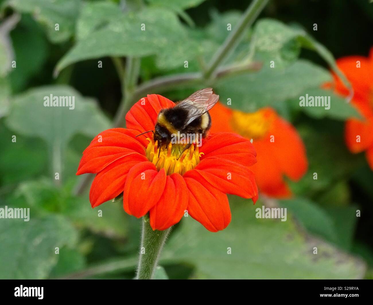 Orange bee hi-res stock photography and images - Alamy