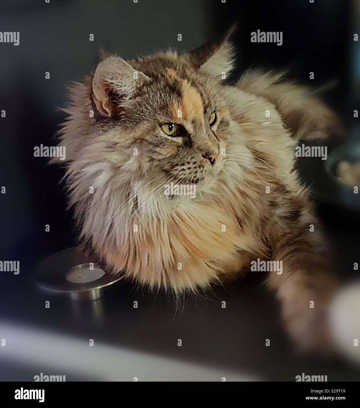 Main coon , always impressive Stock Photo - Alamy