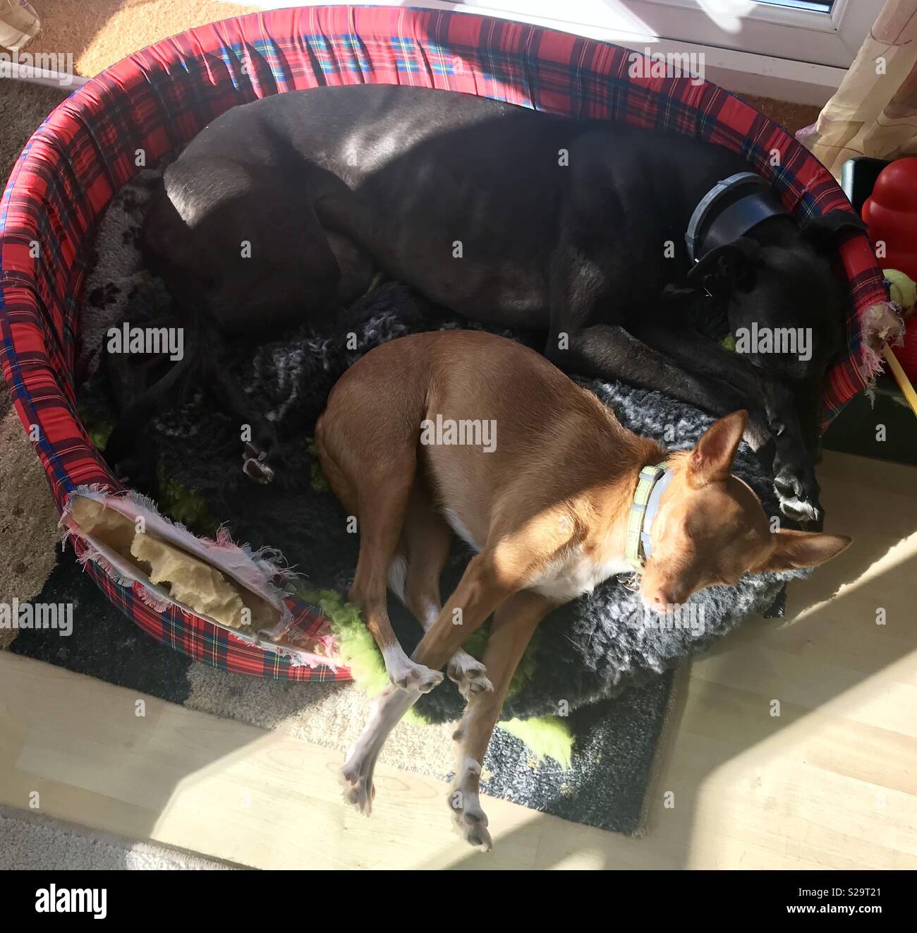 Chilling in the sun hi-res stock photography and images - Alamy