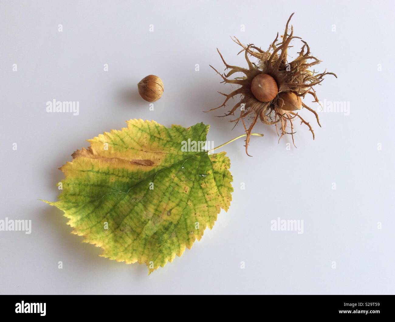 Turkish hazel, one hazelnut and a single leaf on white background Stock ...