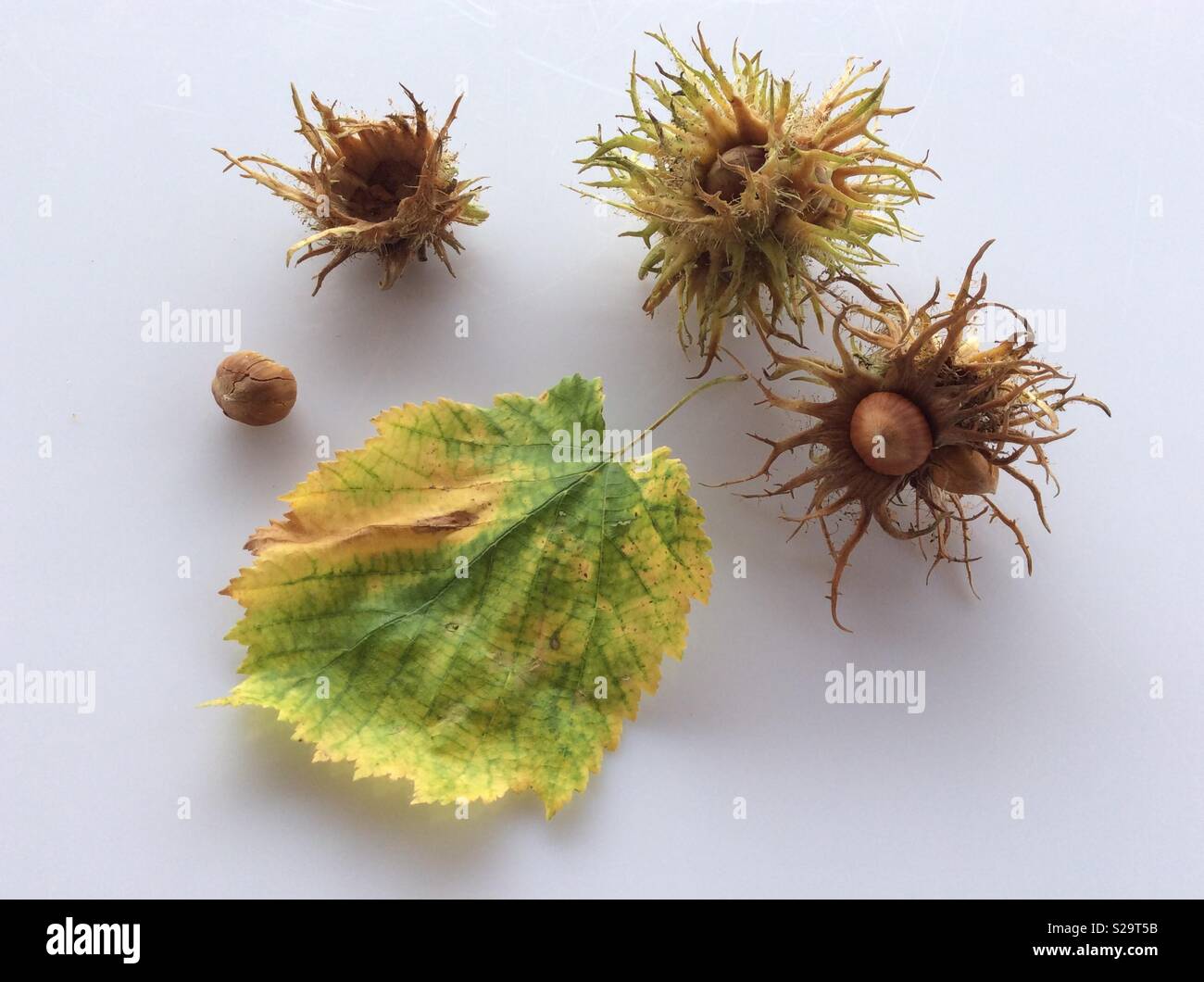 Turkish Hazel Leaf High Resolution Stock Photography and Images - Alamy
