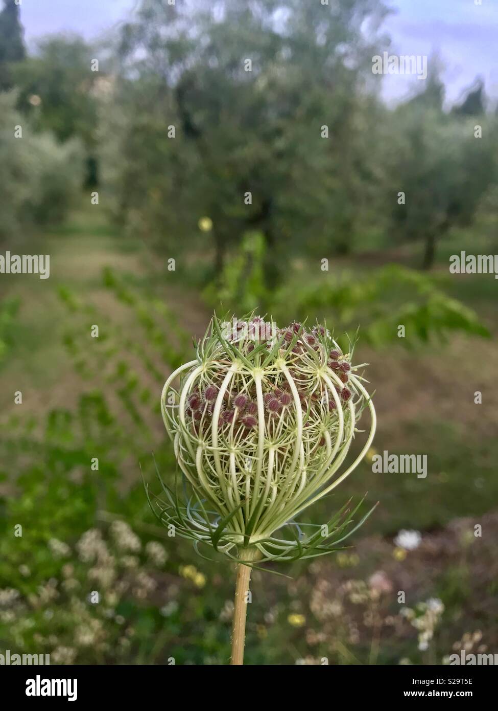 Beautiful wild flower garden hi-res stock photography and images - Alamy