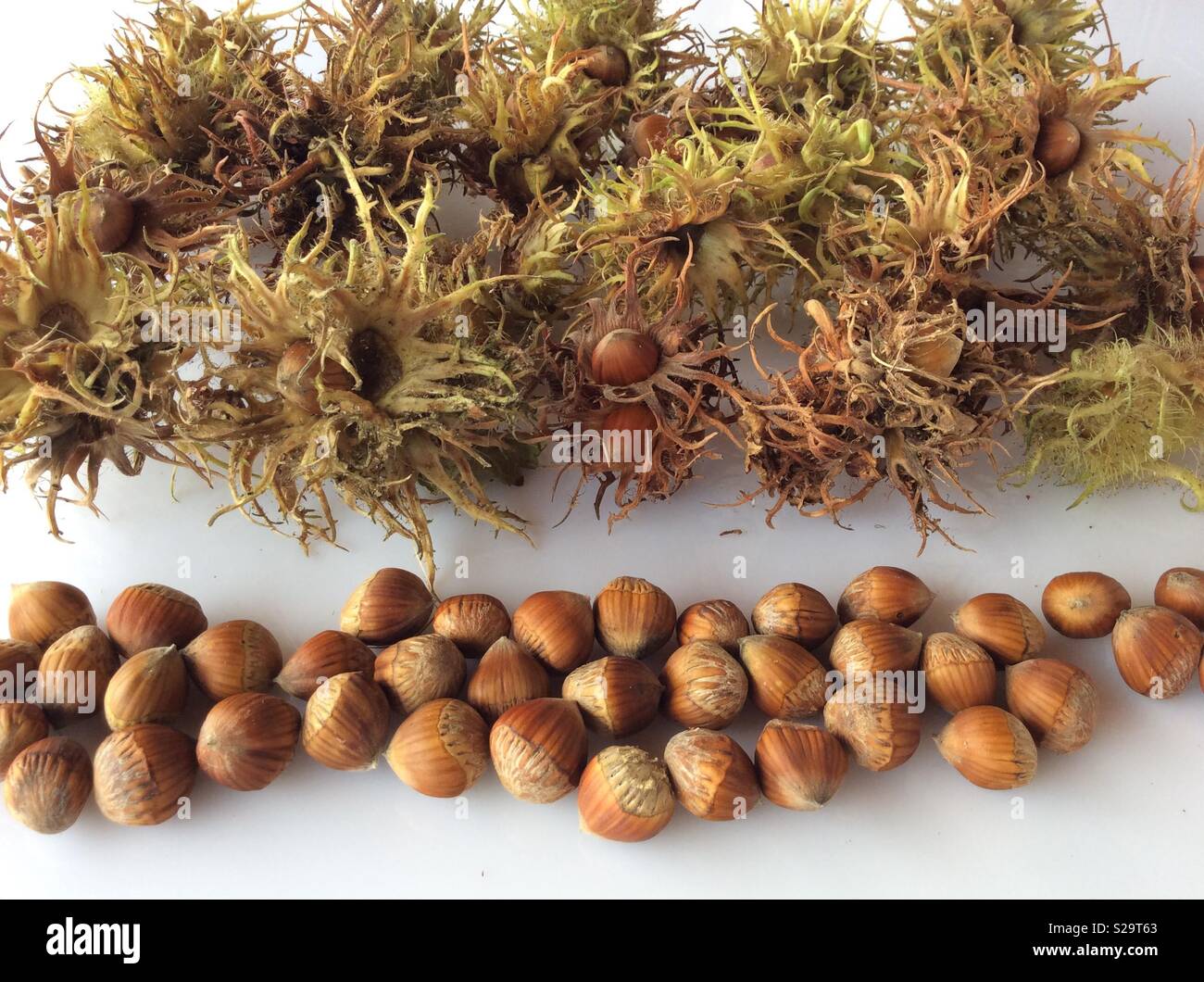 Turkish hazel hi-res stock photography and images - Alamy