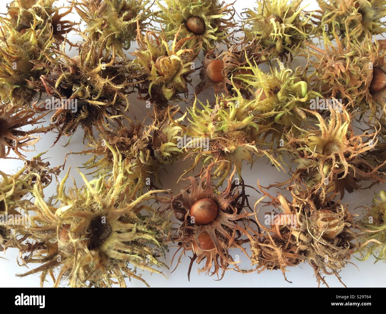 Turkish Hazel High Resolution Stock Photography and Images - Alamy