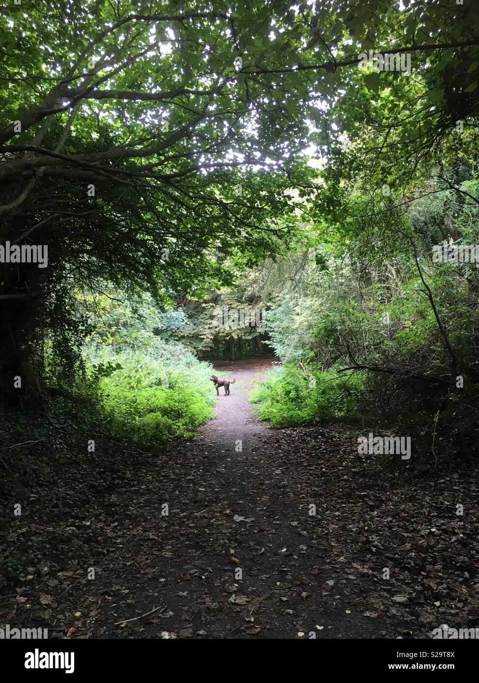 Woodland_walk hi-res stock photography and images - Alamy