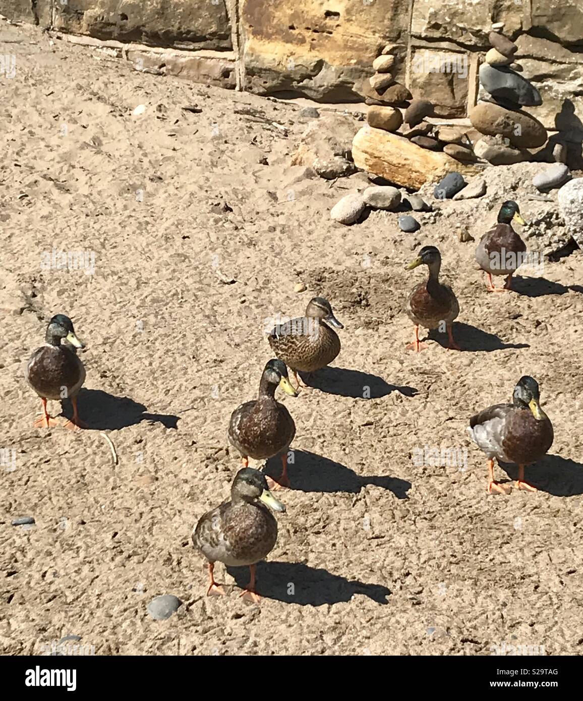 Whitby birds hi-res stock photography and images - Alamy