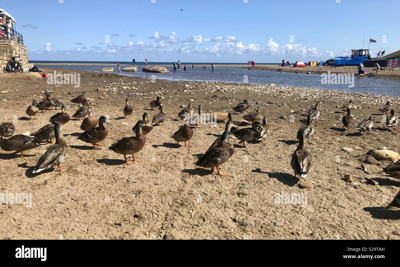 Sand ducks hi-res stock photography and images - Alamy