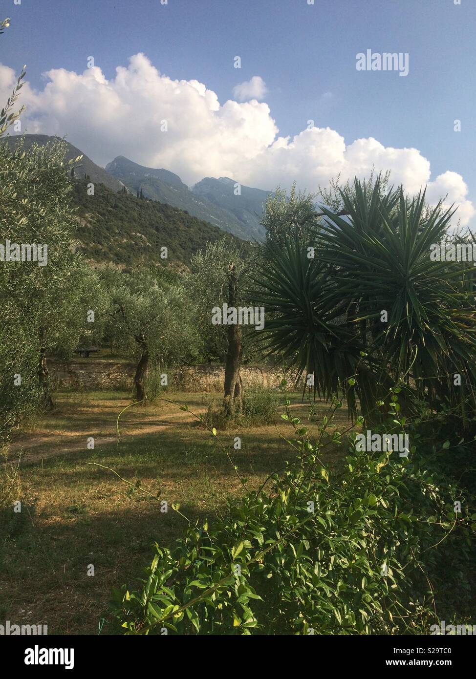 Field in italy hi-res stock photography and images - Alamy