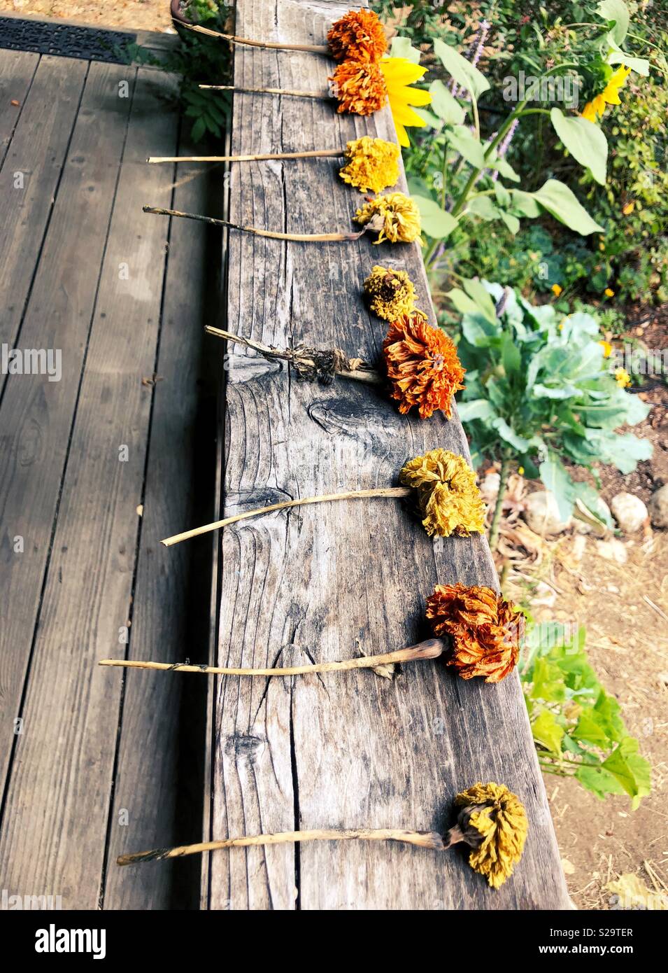 Drying flowers hi-res stock photography and images - Alamy