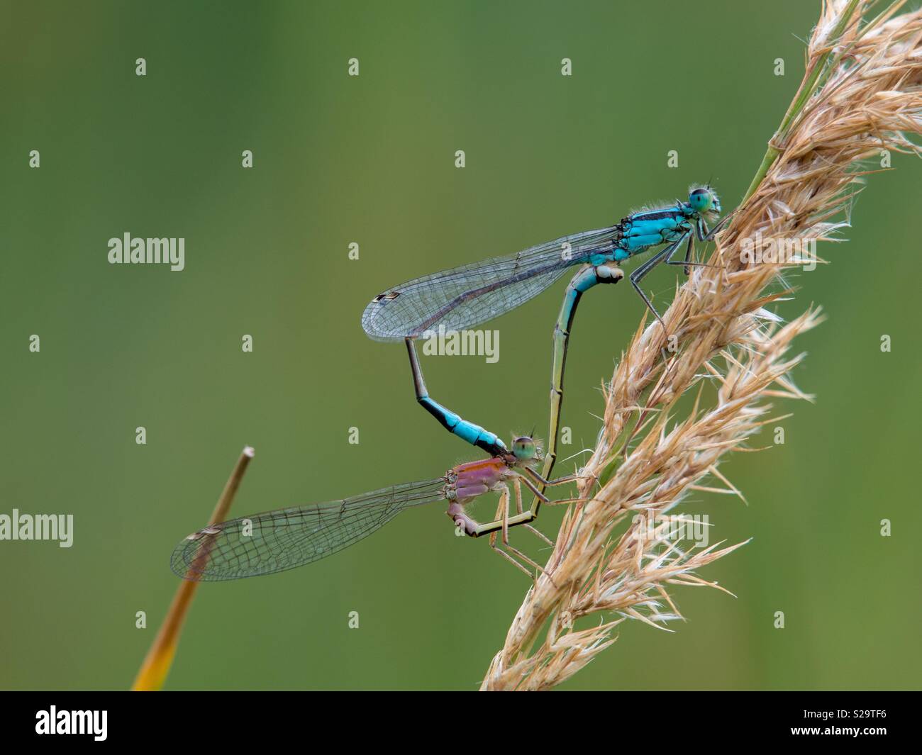 Two dragonflies mating hi-res stock photography and images - Alamy