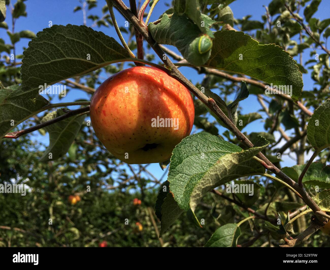 An Irish Apple on a tree Stock Photo - Alamy