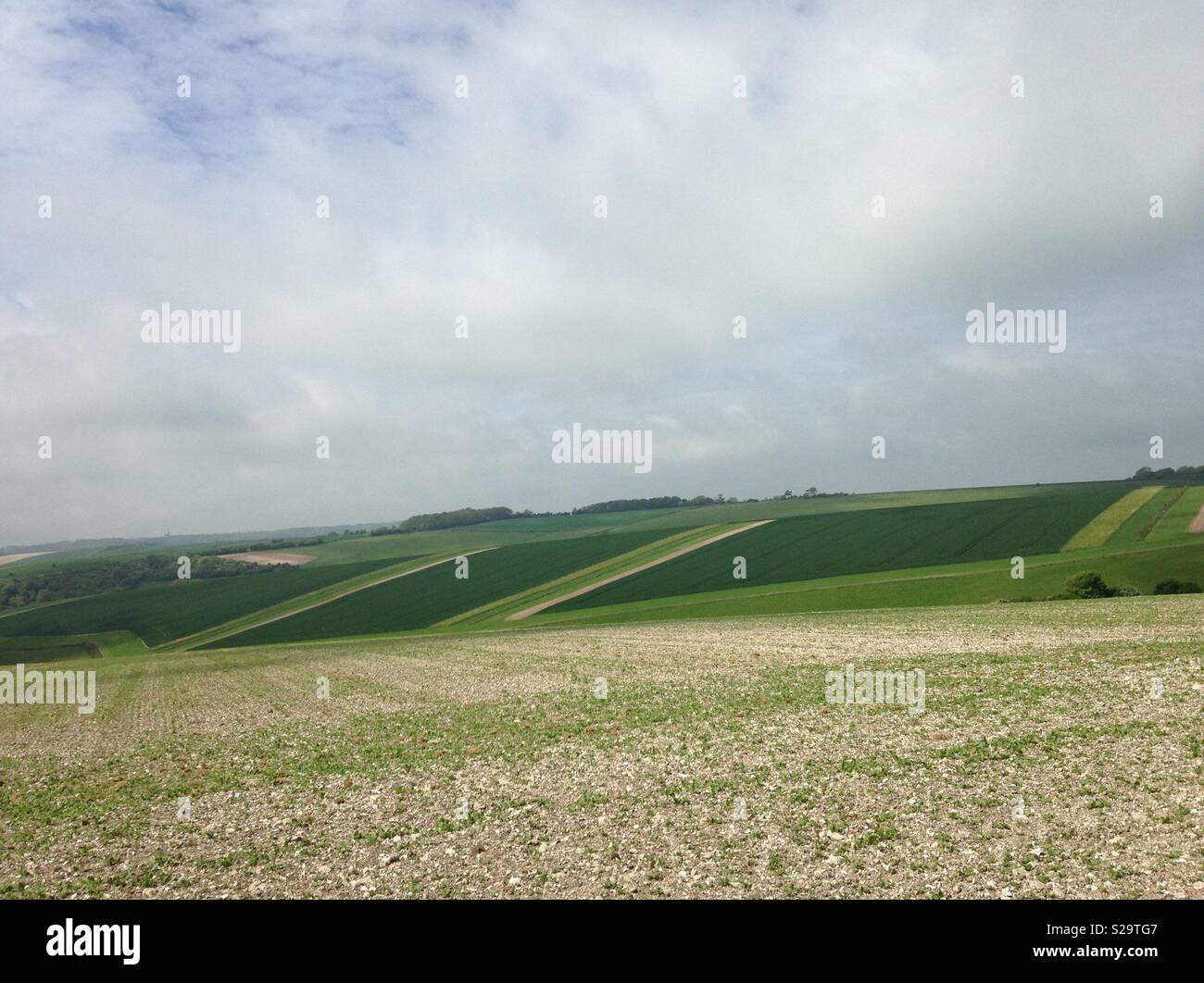 Stripey fields on a chalky field Stock Photo - Alamy