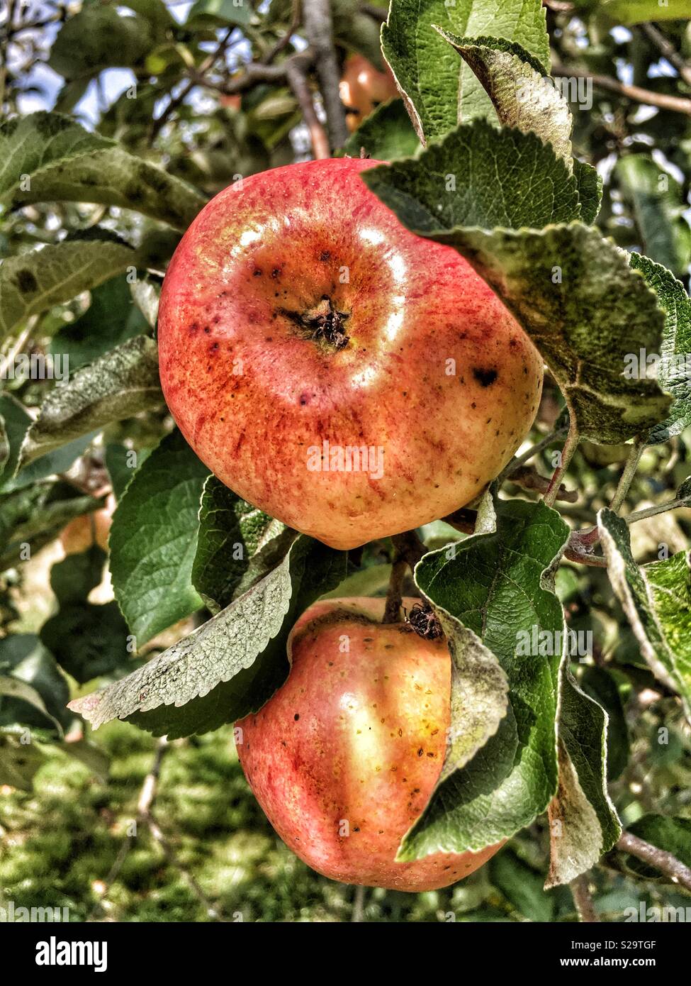 Branches apple trees green hi-res stock photography and images - Alamy