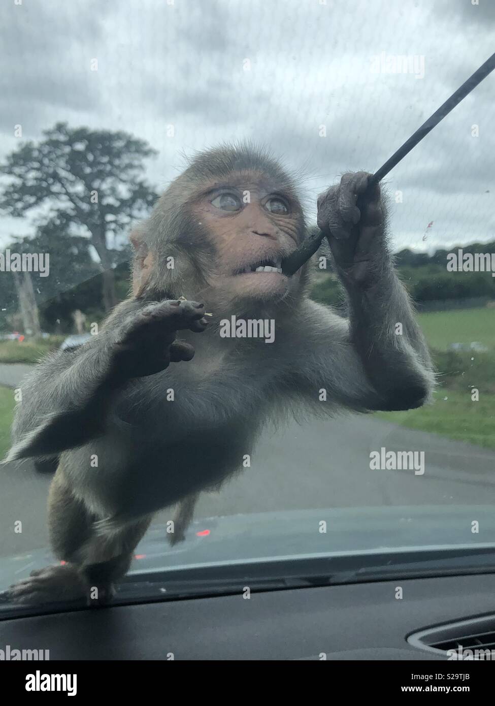 Monkey by car hi-res stock photography and images - Alamy