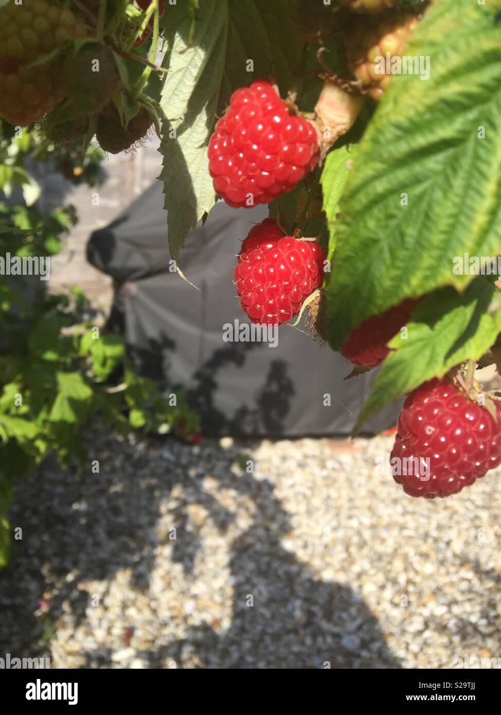 Raspberry cane hi-res stock photography and images - Alamy