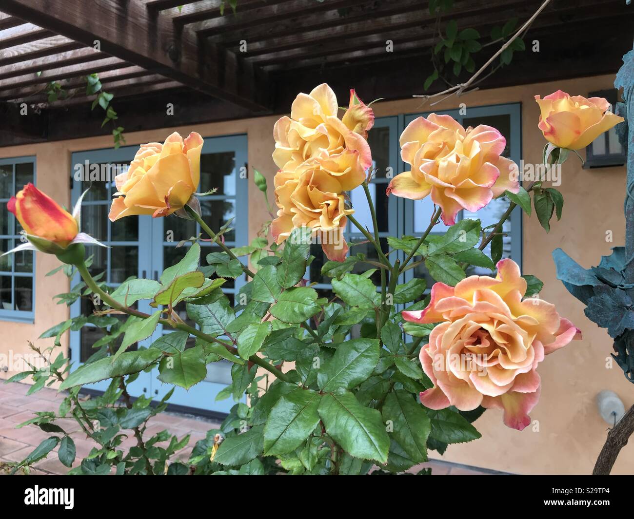 Roses in container hi-res stock photography and images - Alamy
