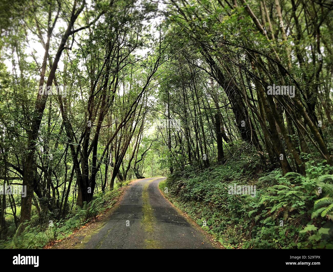 Narrow forest road hi-res stock photography and images - Alamy