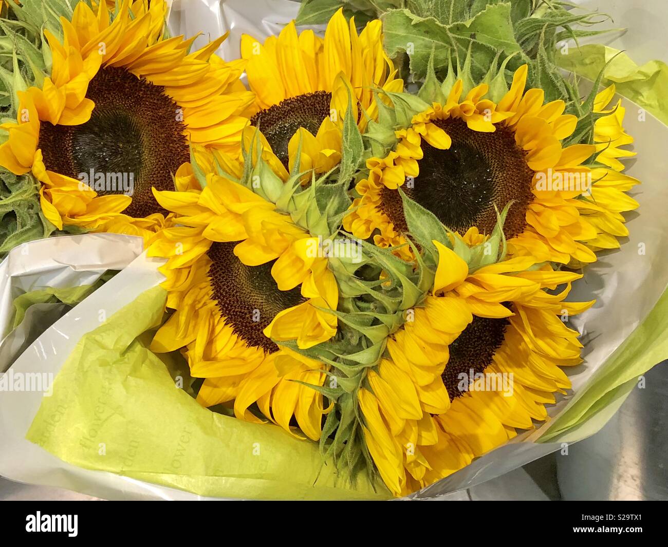 Cut Sunflowers High Resolution Stock Photography and Images - Alamy