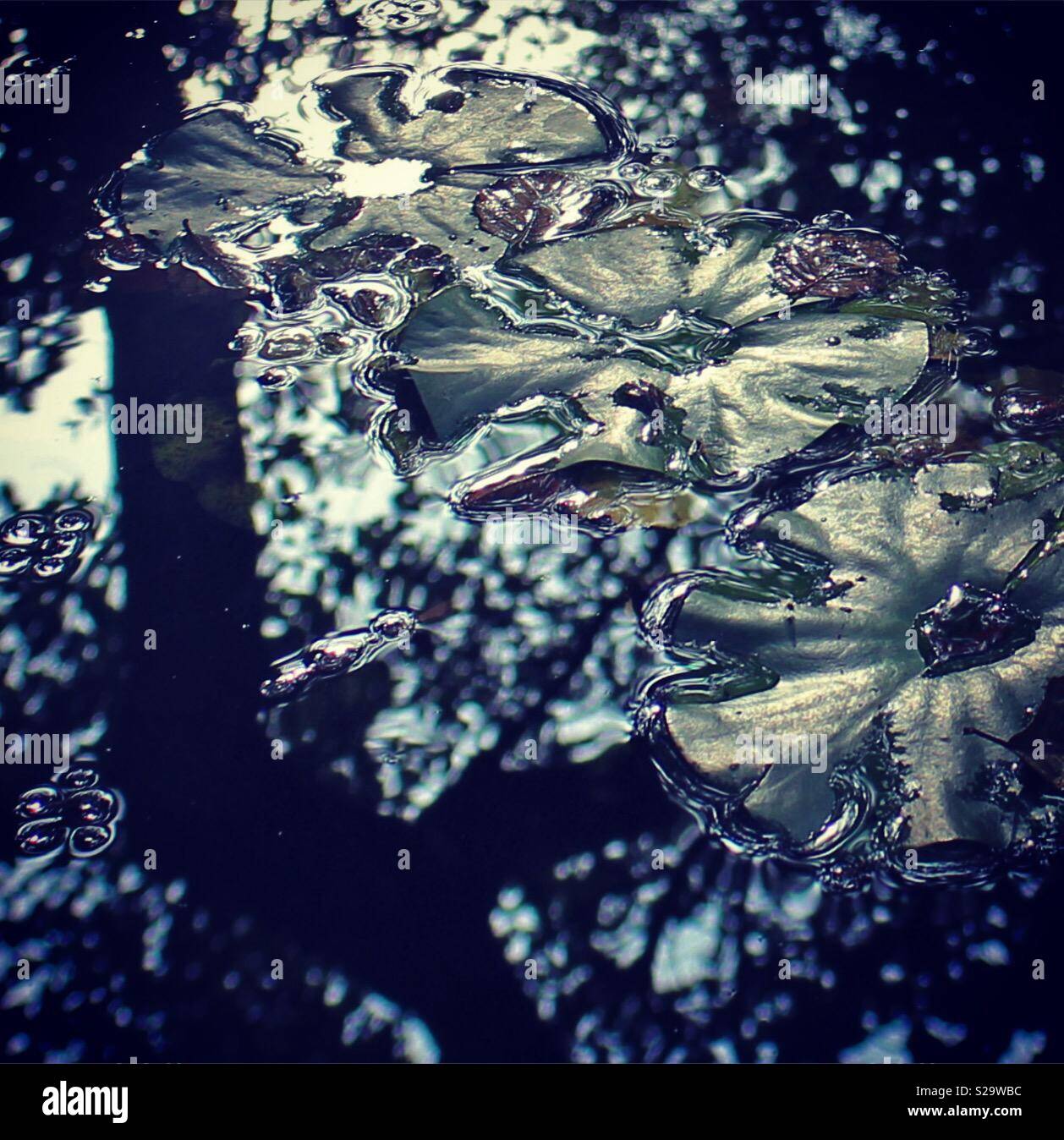 Dark forest pond hi-res stock photography and images - Alamy