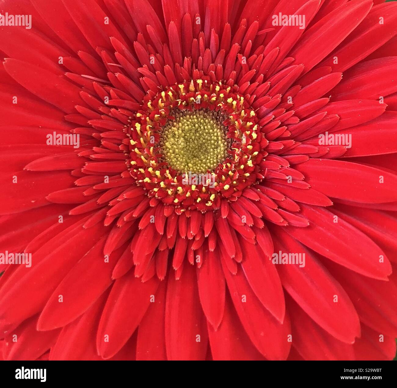 Colour burst hi-res stock photography and images - Alamy