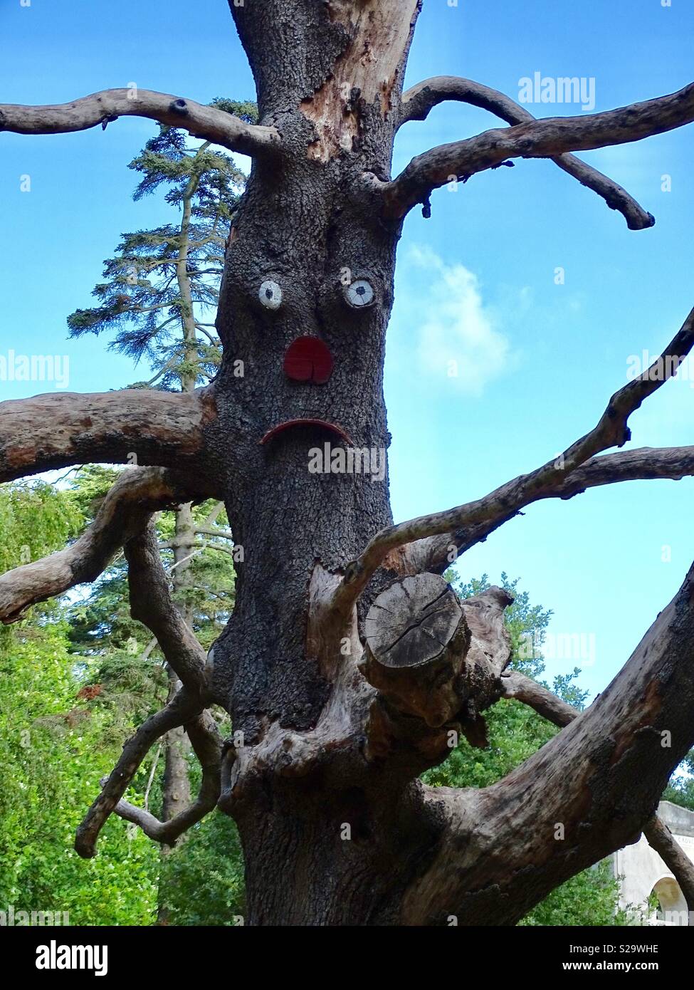 Humorous tree face Stock Photo - Alamy