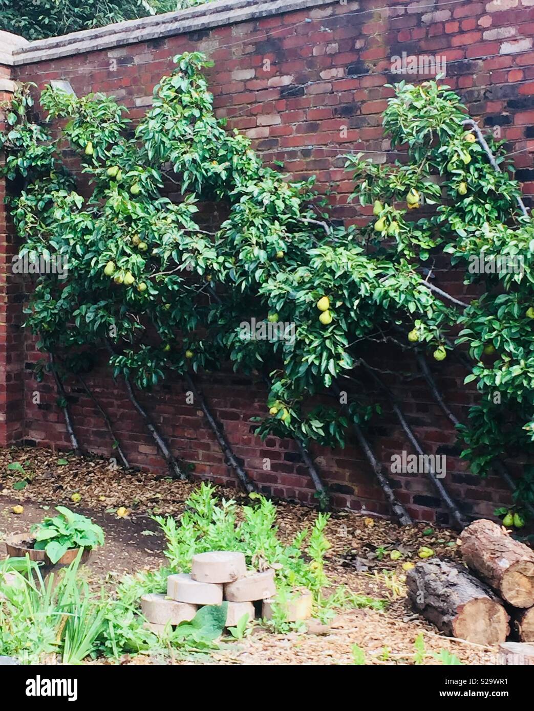 Trained pear tree Stock Photo - Alamy