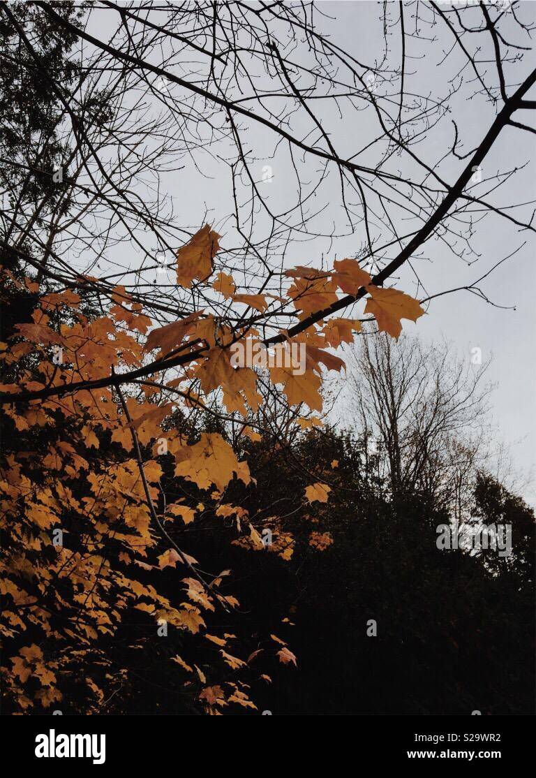 Fall feels hi-res stock photography and images - Alamy