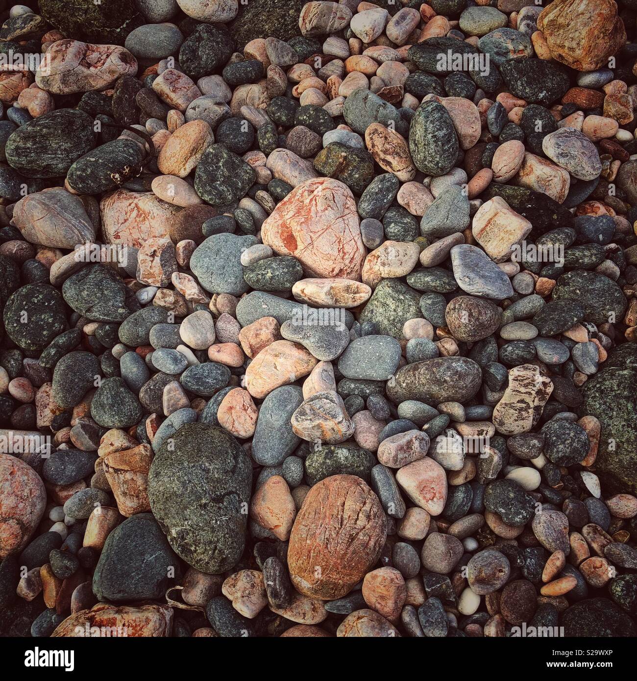 Pink and grey pebbles on the beach at Carleon Cornwall Stock Photo - Alamy