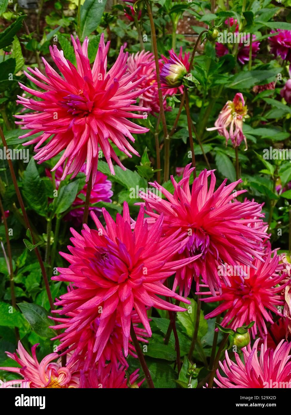 Pink Dahlias High Resolution Stock Photography and Images - Alamy