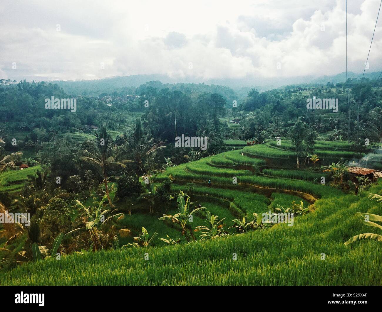 Rice fields in Bali Stock Photo - Alamy