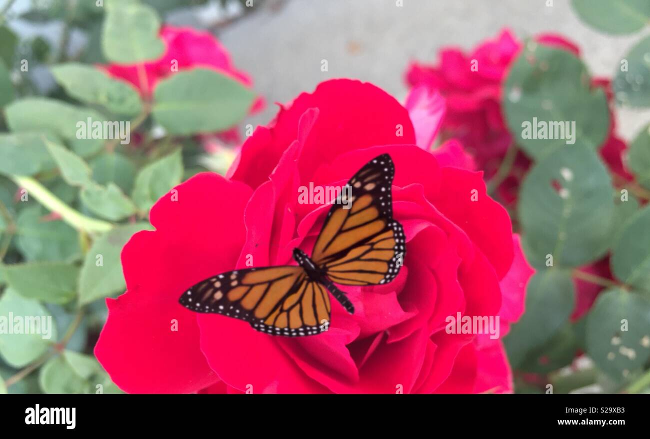 Rose with butterfly hi-res stock photography and images - Alamy