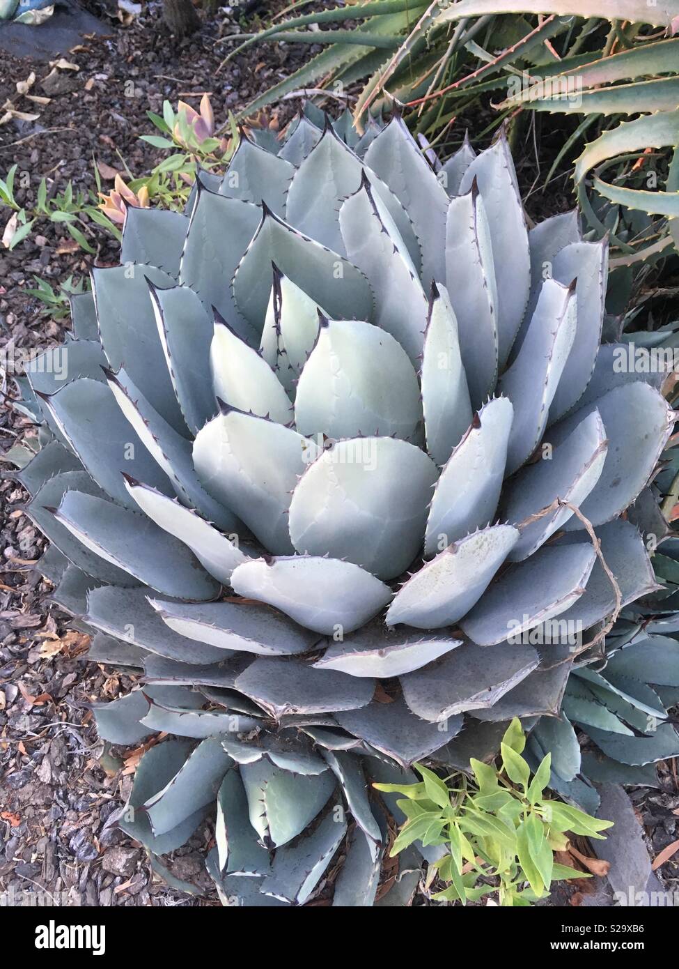 side view cactus Stock Photo - Alamy