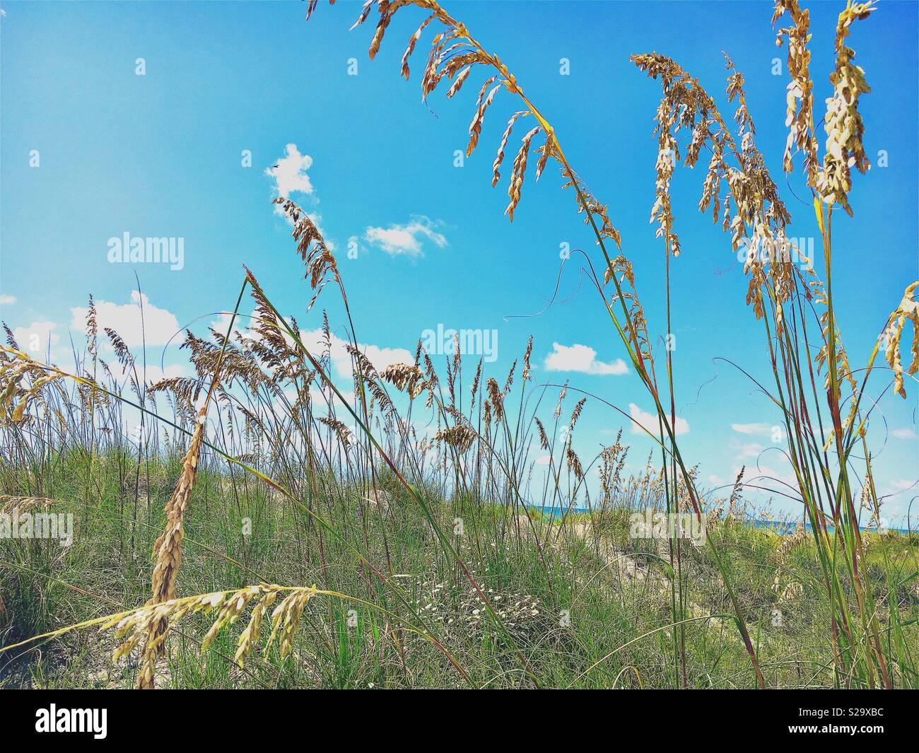 Beach dune sea oats hi-res stock photography and images - Alamy