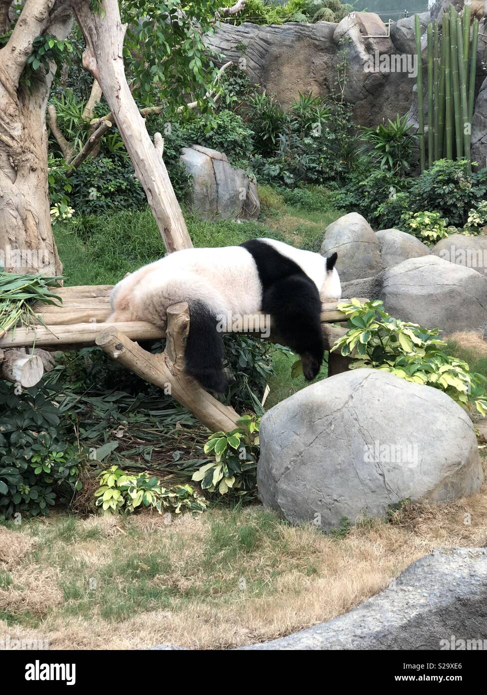 Panda Sleep High Resolution Stock Photography and Images - Alamy