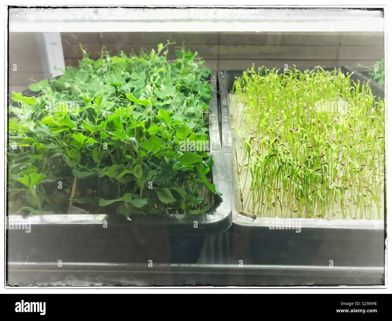 Micro greens in grow hi-res stock photography and images - Alamy