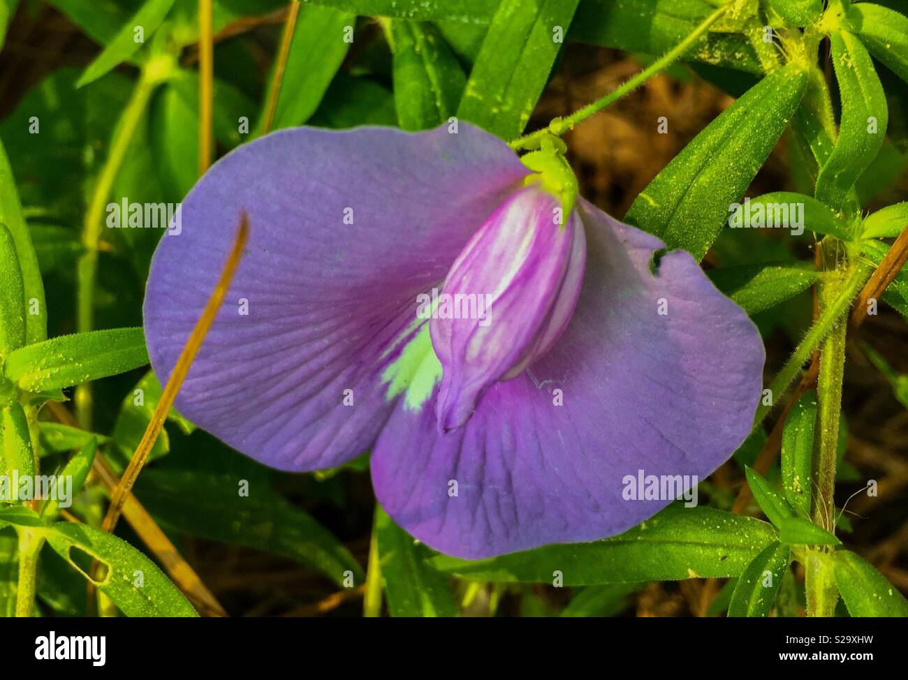 Beautiful bayou hi-res stock photography and images - Alamy