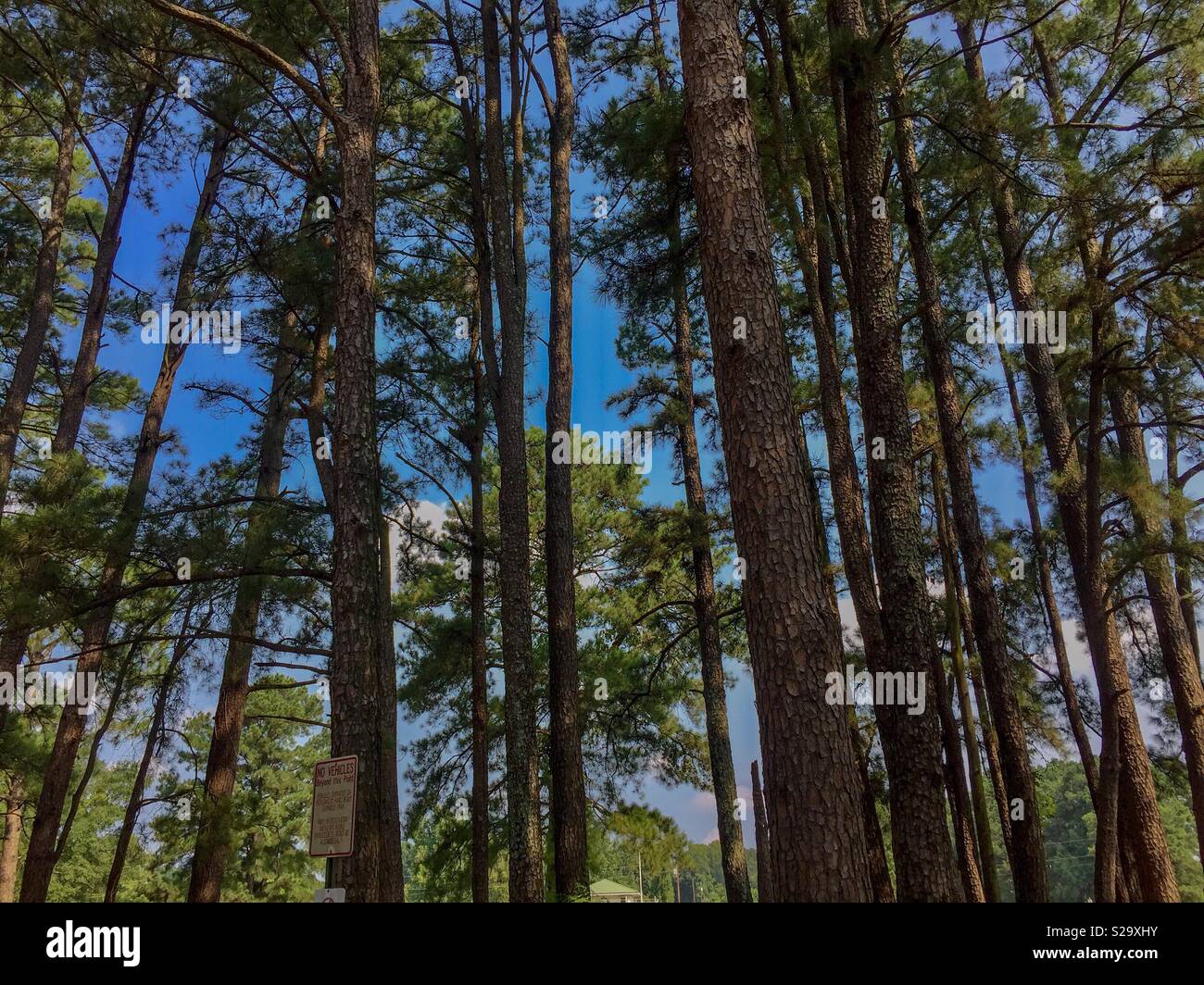 Tall pine trees hi-res stock photography and images - Alamy