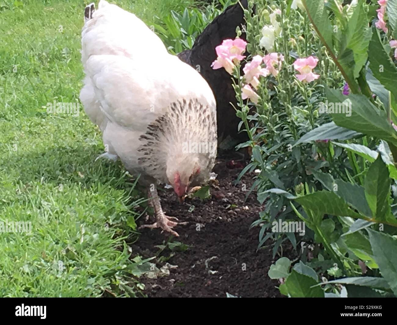 Scratching chickens hi-res stock photography and images - Alamy