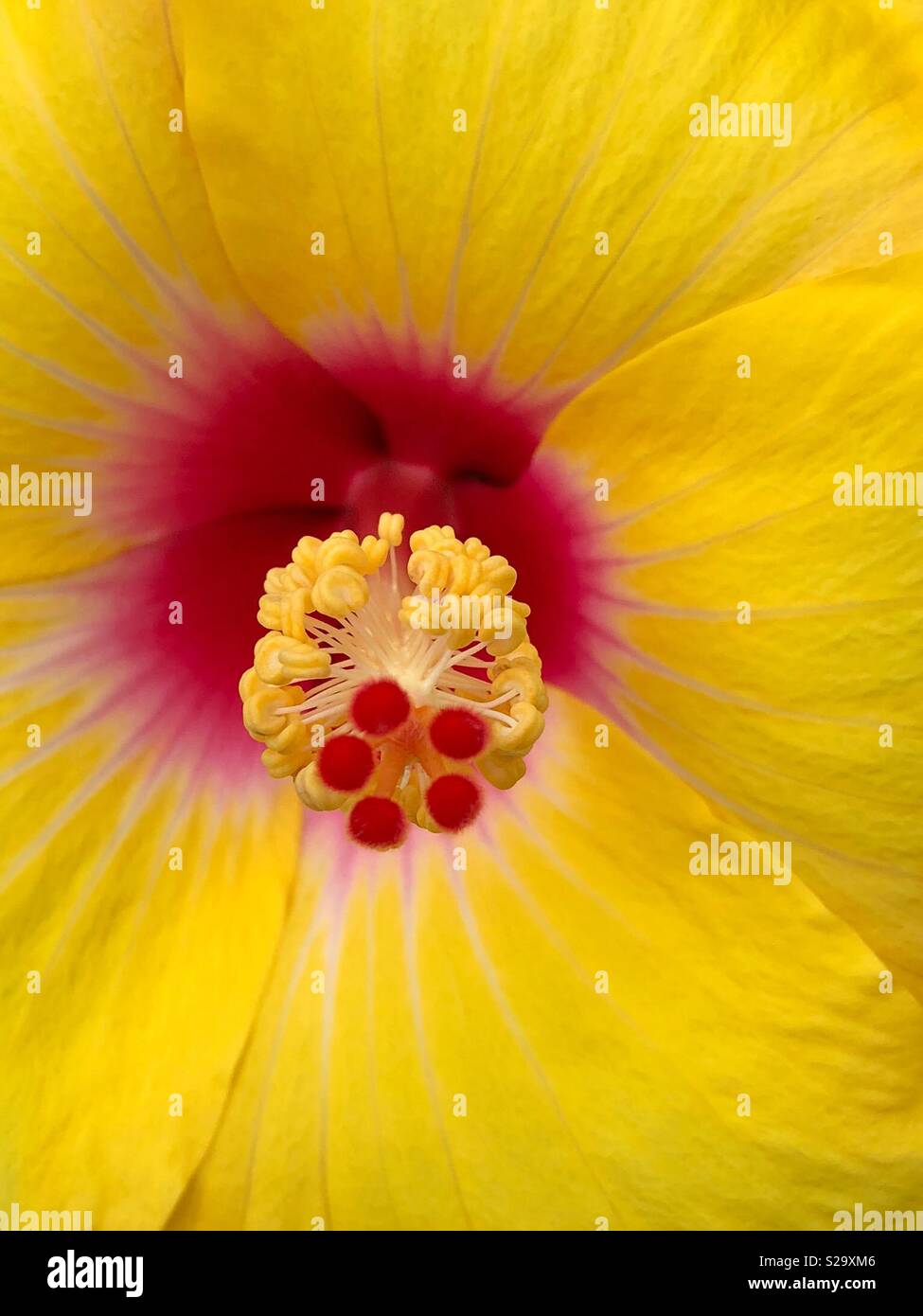 Close up of red centre of a yellow hibiscus flower showing stamens and ...
