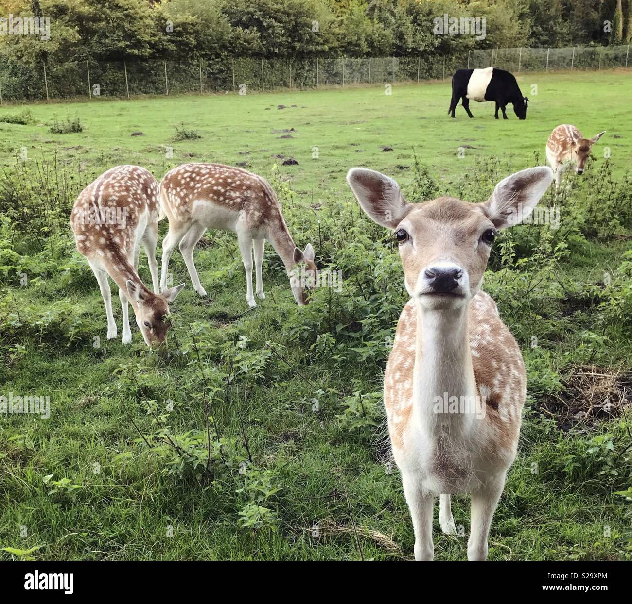 Deer and cow on the forest Stock Photo - Alamy