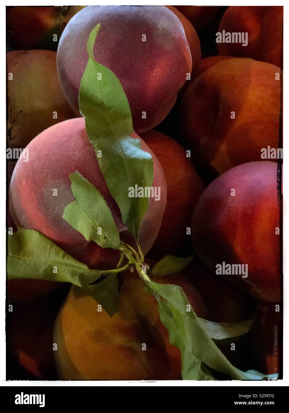 Beautiful peaches hi-res stock photography and images - Alamy
