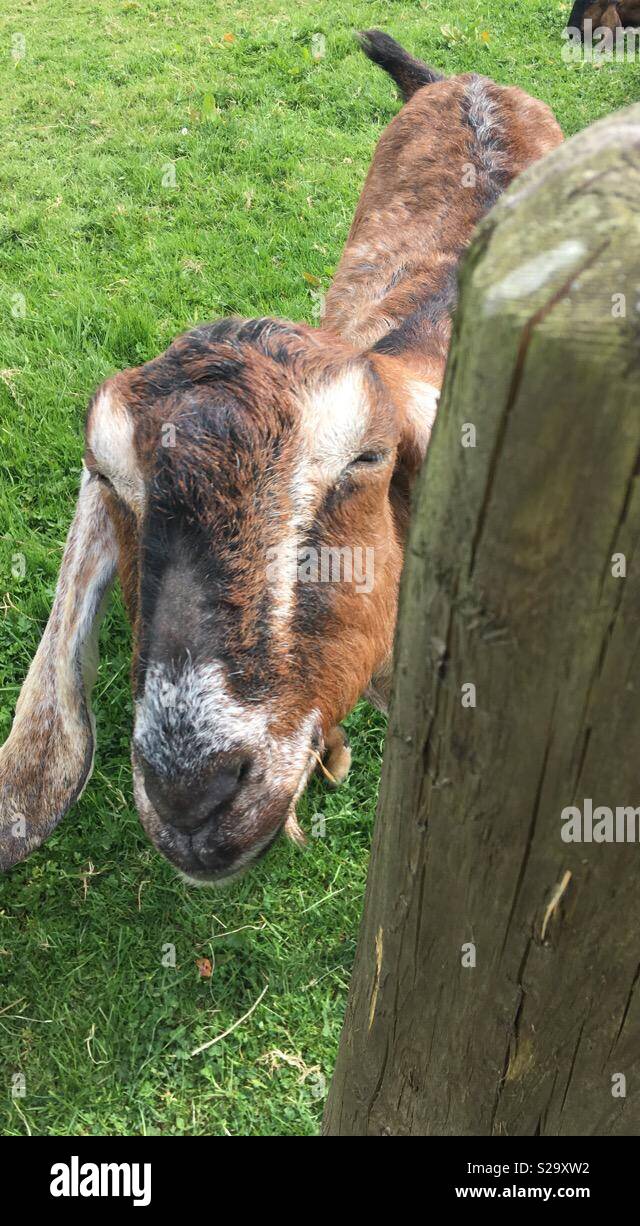 Silly goat hi-res stock photography and images - Alamy