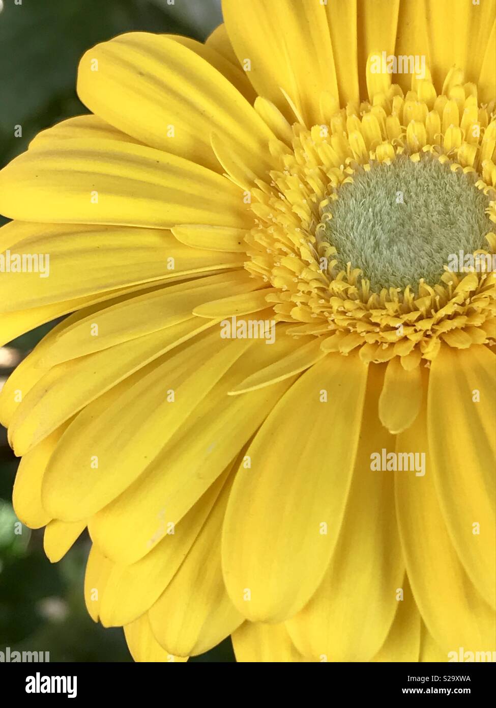 Yellow gerbera petals hi-res stock photography and images - Alamy