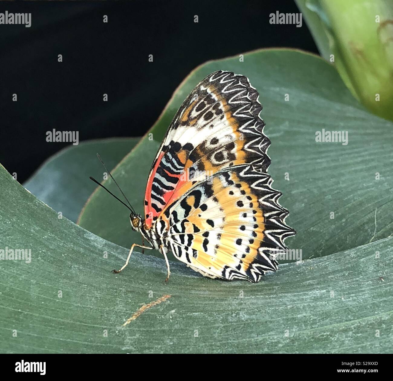 Insect colour pattern hi-res stock photography and images - Alamy
