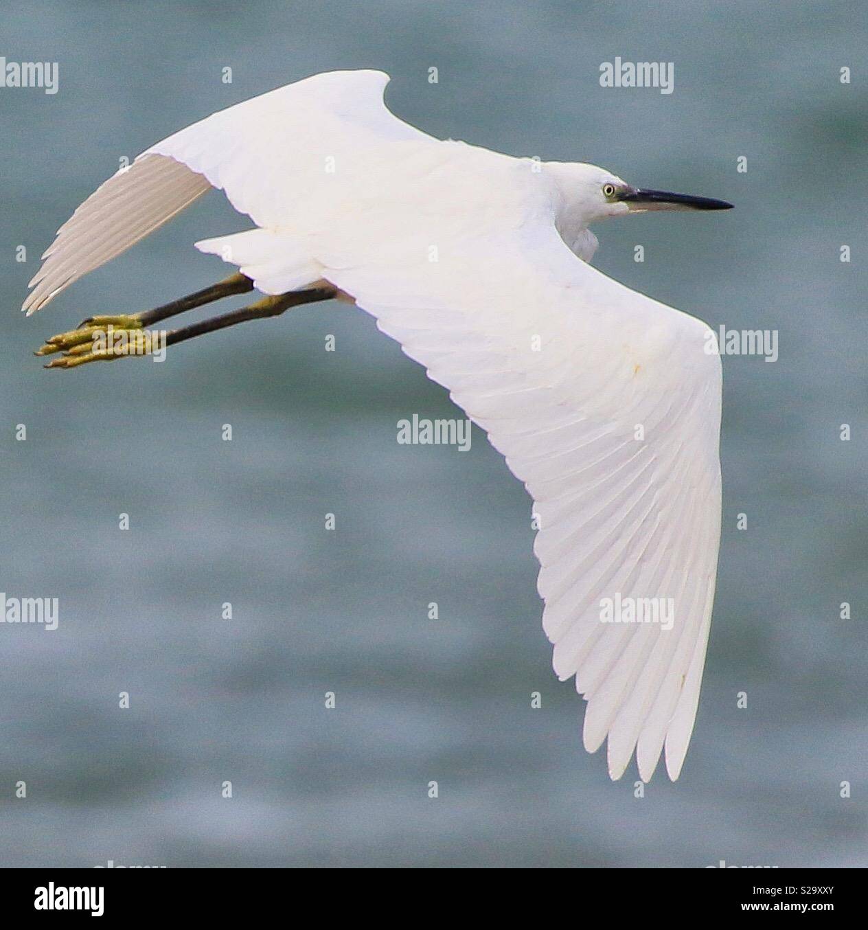 Little Egret in flight Stock Photo - Alamy