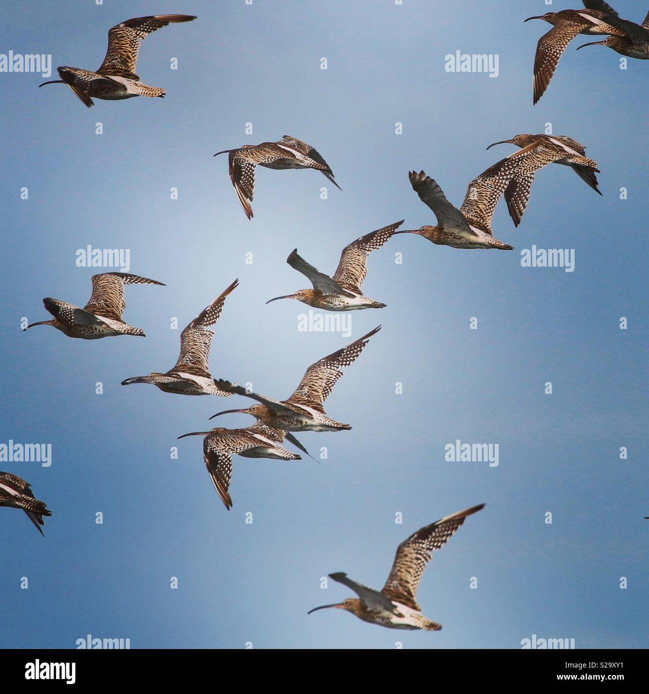 A flock of Curlew in flight Stock Photo - Alamy