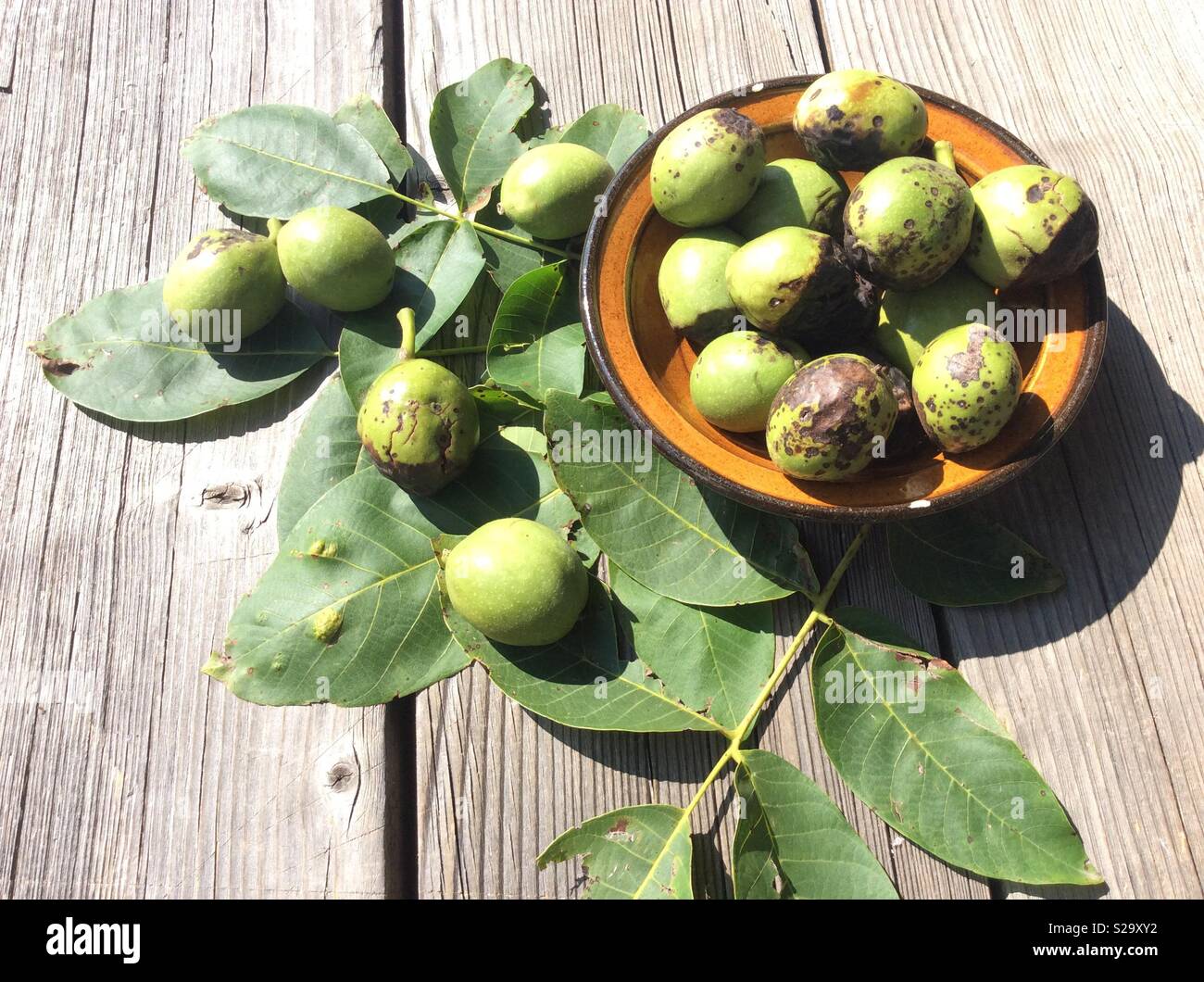 Walnut tree leaves hi-res stock photography and images - Alamy