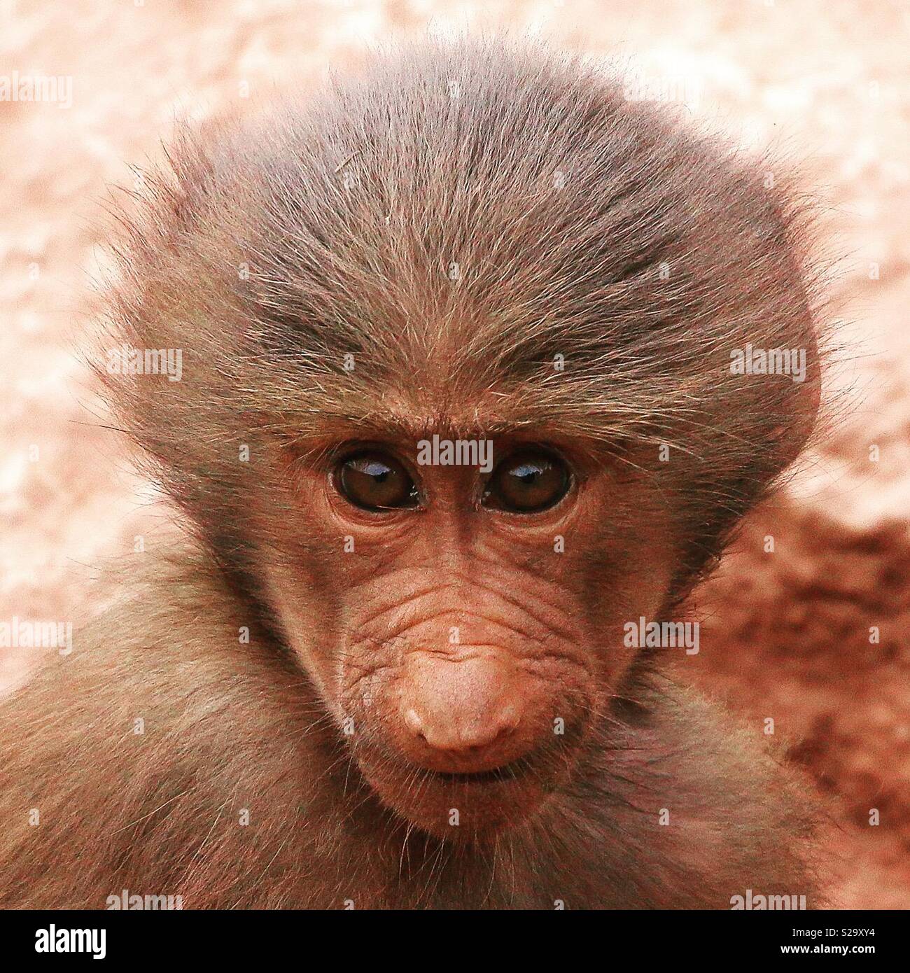 Baboon head hi-res stock photography and images - Alamy