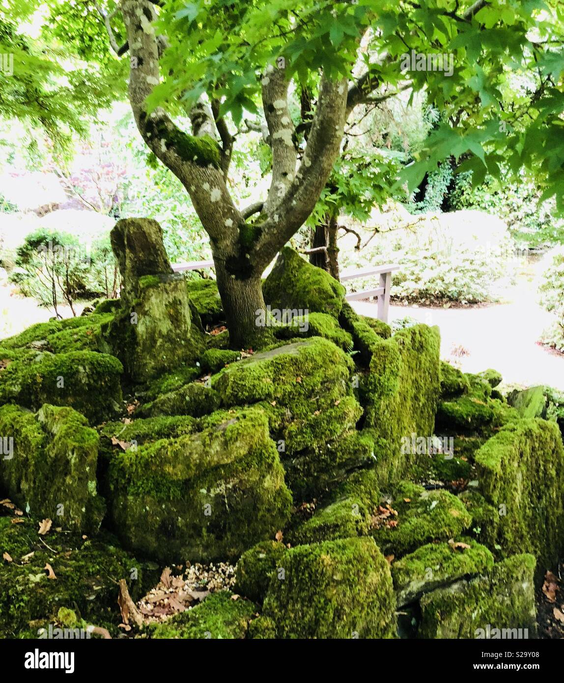 Moss Covered Stones High Resolution Stock Photography and Images - Alamy